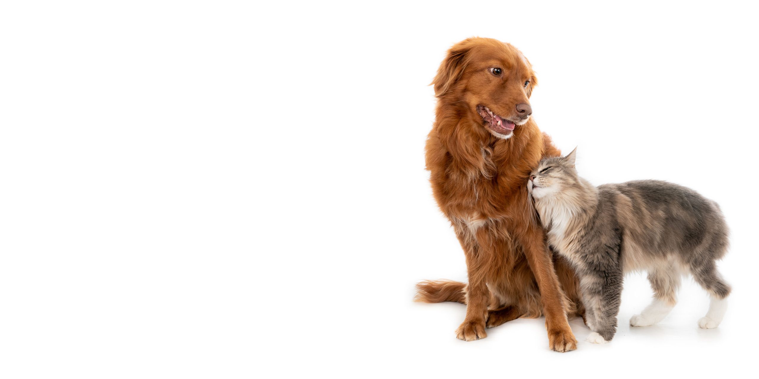 Home - Sora Animal Hospital